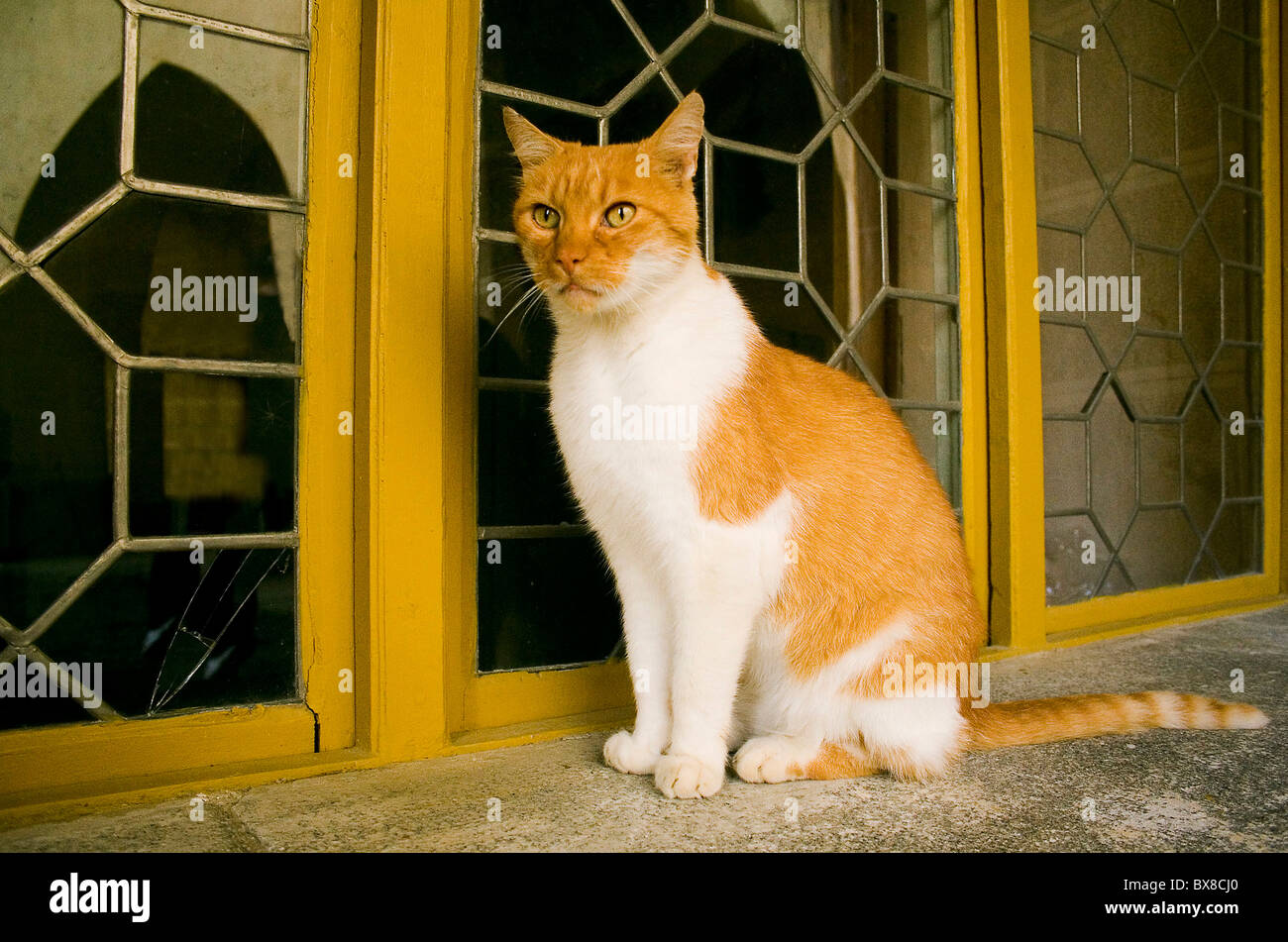 the big ginger cat sitting on the window Stock Photo - Alamy