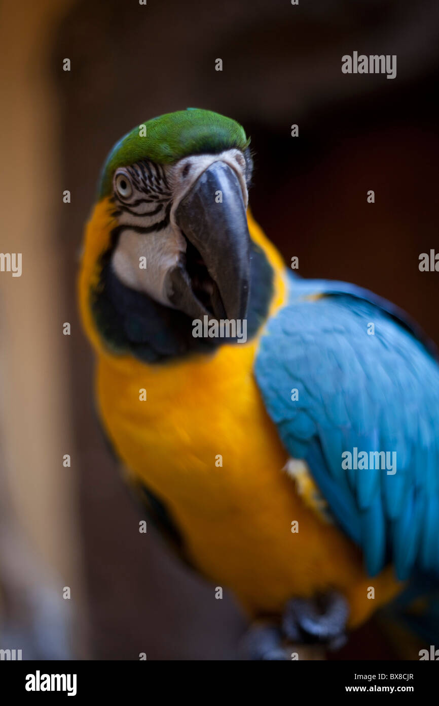 spain, canary islands, gran canaria, blue and yellow macaw, ara ...