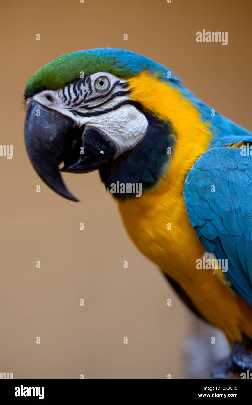 spain, canary islands, gran canaria, blue and yellow macaw, ara ...