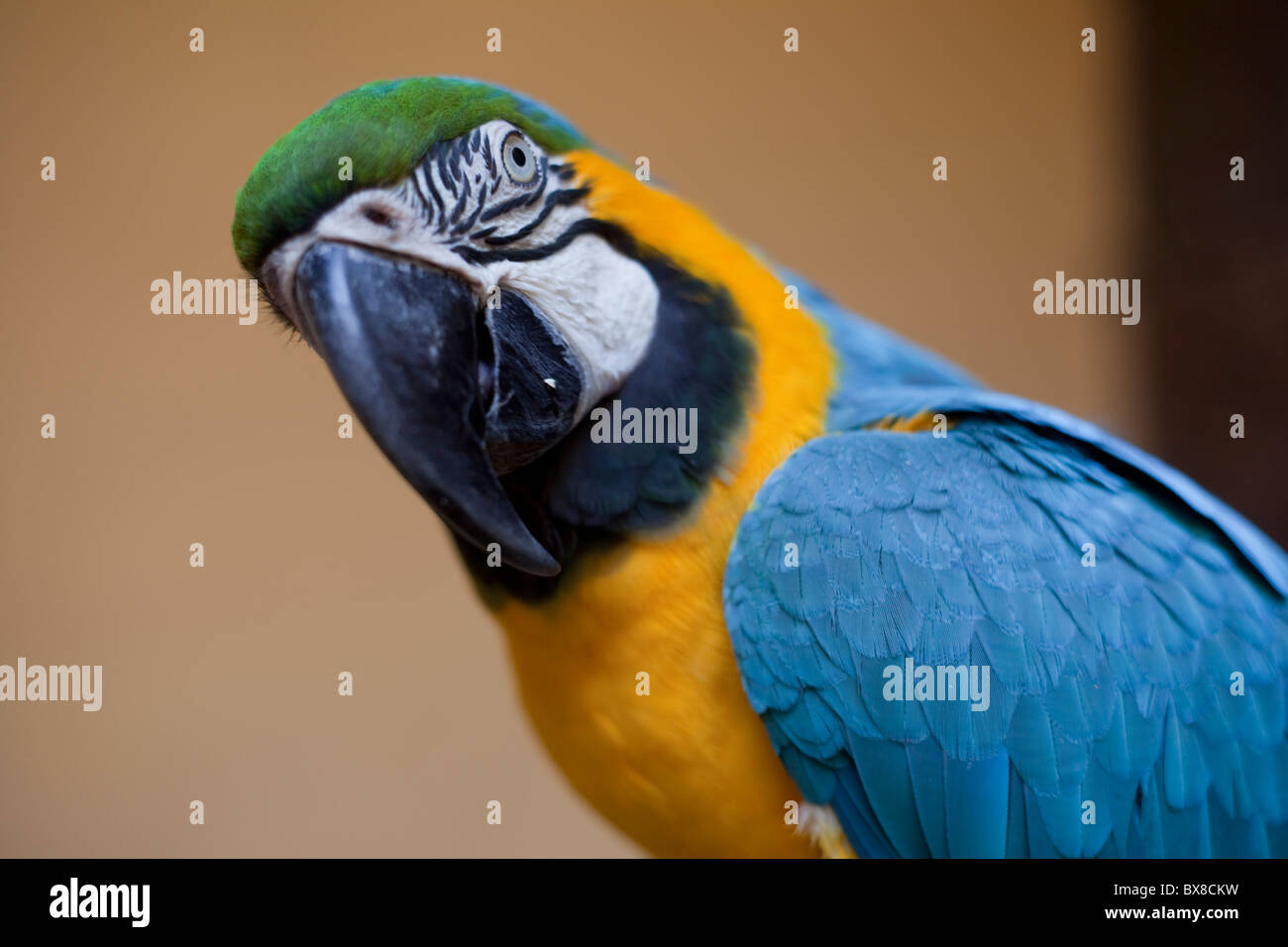 spain, canary islands, gran canaria, blue and yellow macaw, ara ...