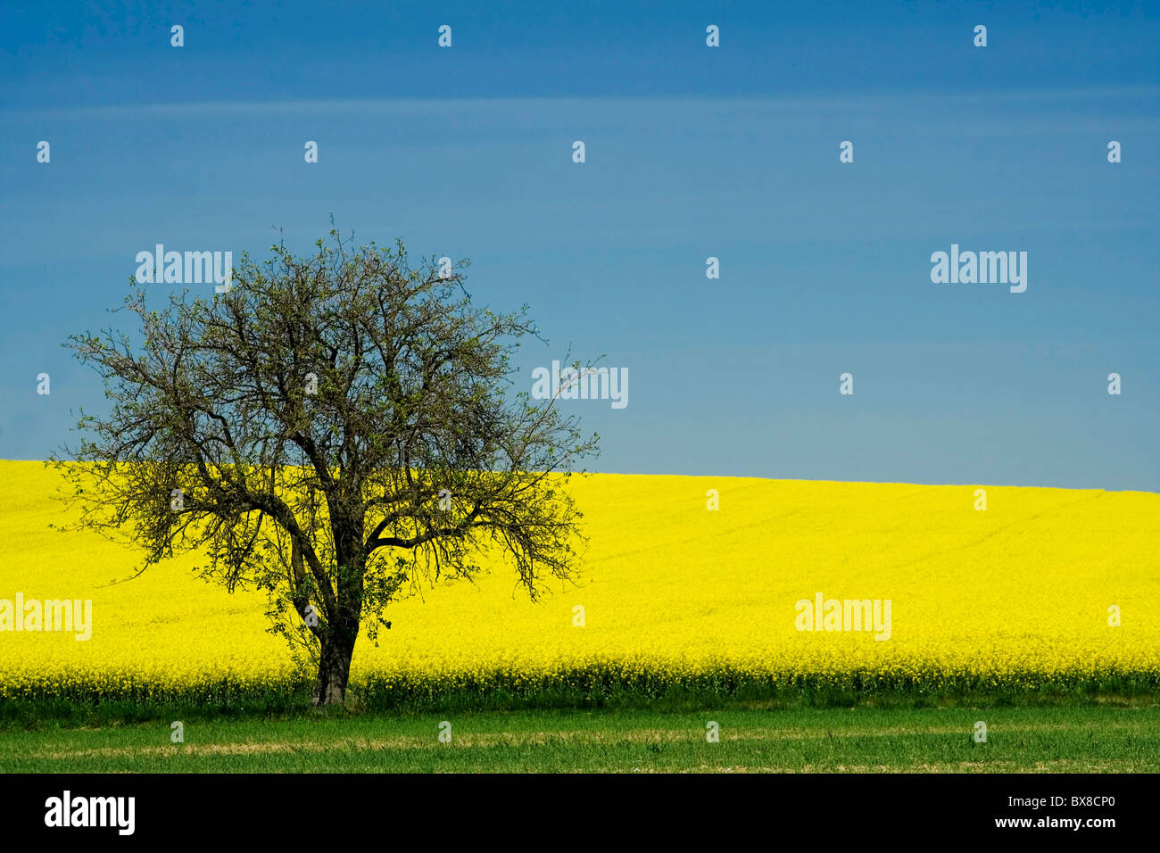 landscape with colza Stock Photo - Alamy