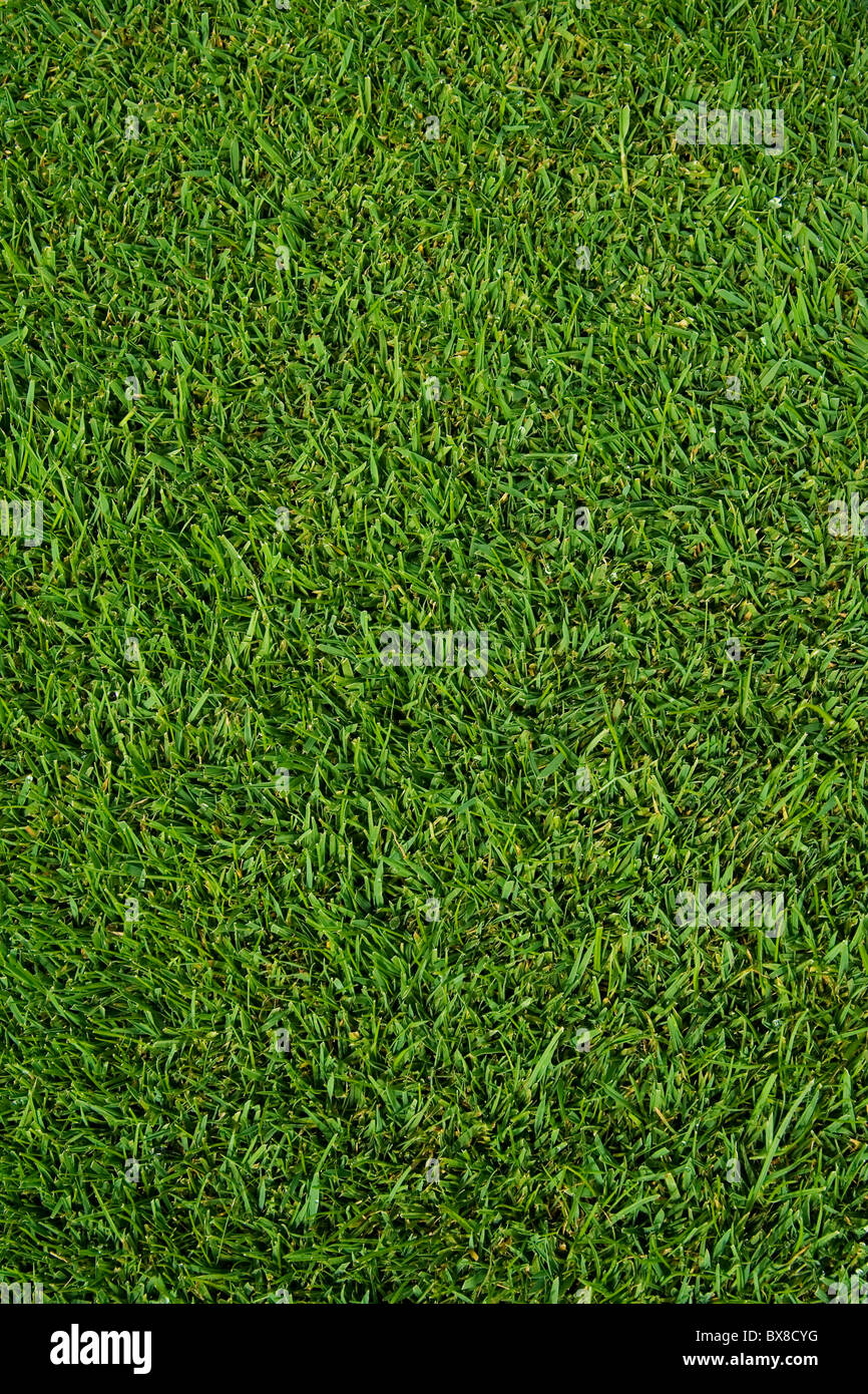 the fresh green grass Stock Photo - Alamy