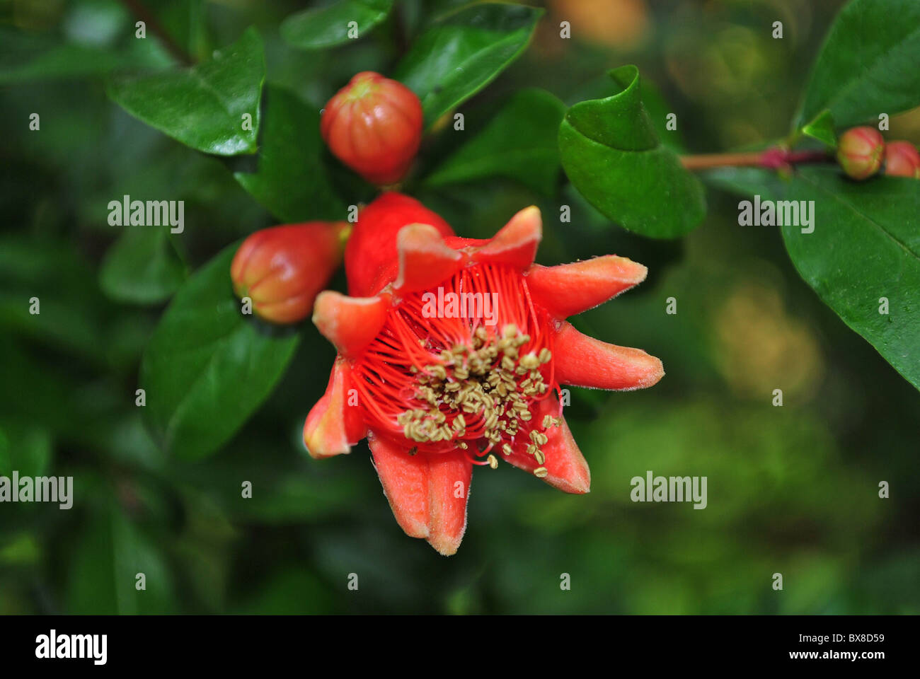 Bloom cross section hi-res stock photography and images - Alamy