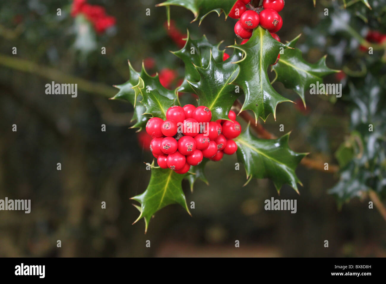 Holly berries in autumn Stock Photo - Alamy
