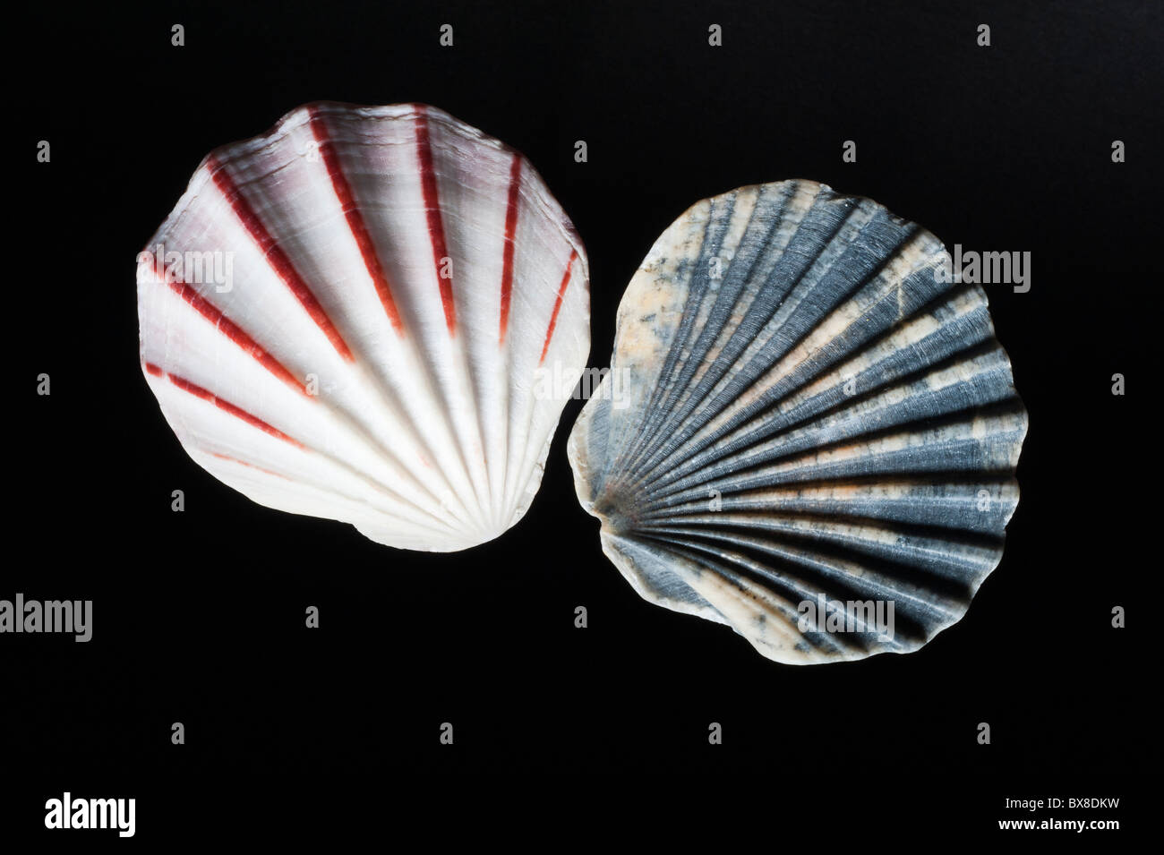 Two shells hi-res stock photography and images - Alamy