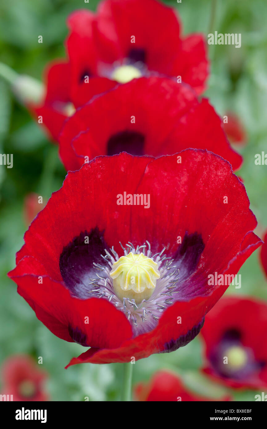 three red poppies in a row Stock Photo - Alamy