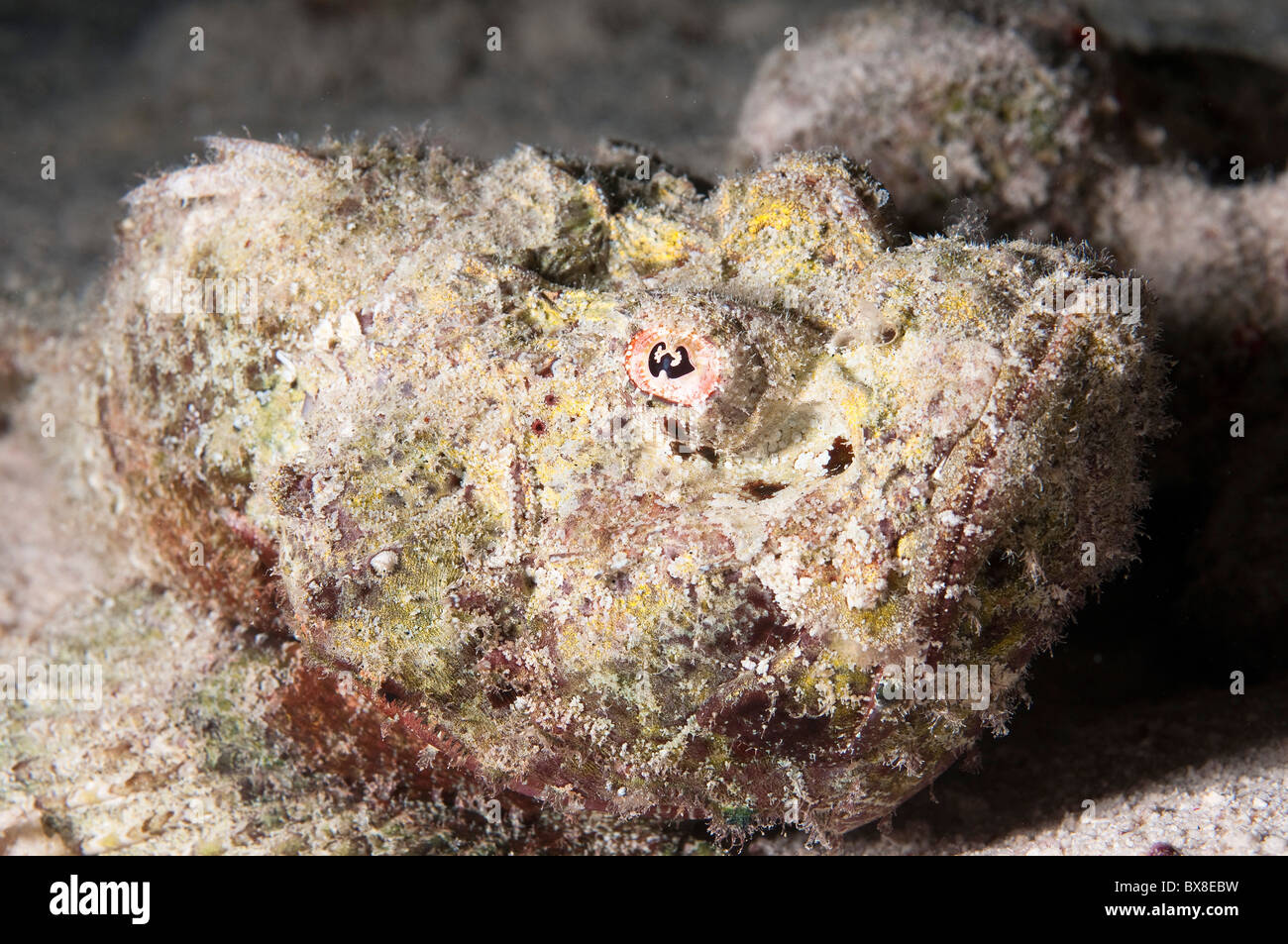 Stonefish deepsea hi-res stock photography and images - Alamy