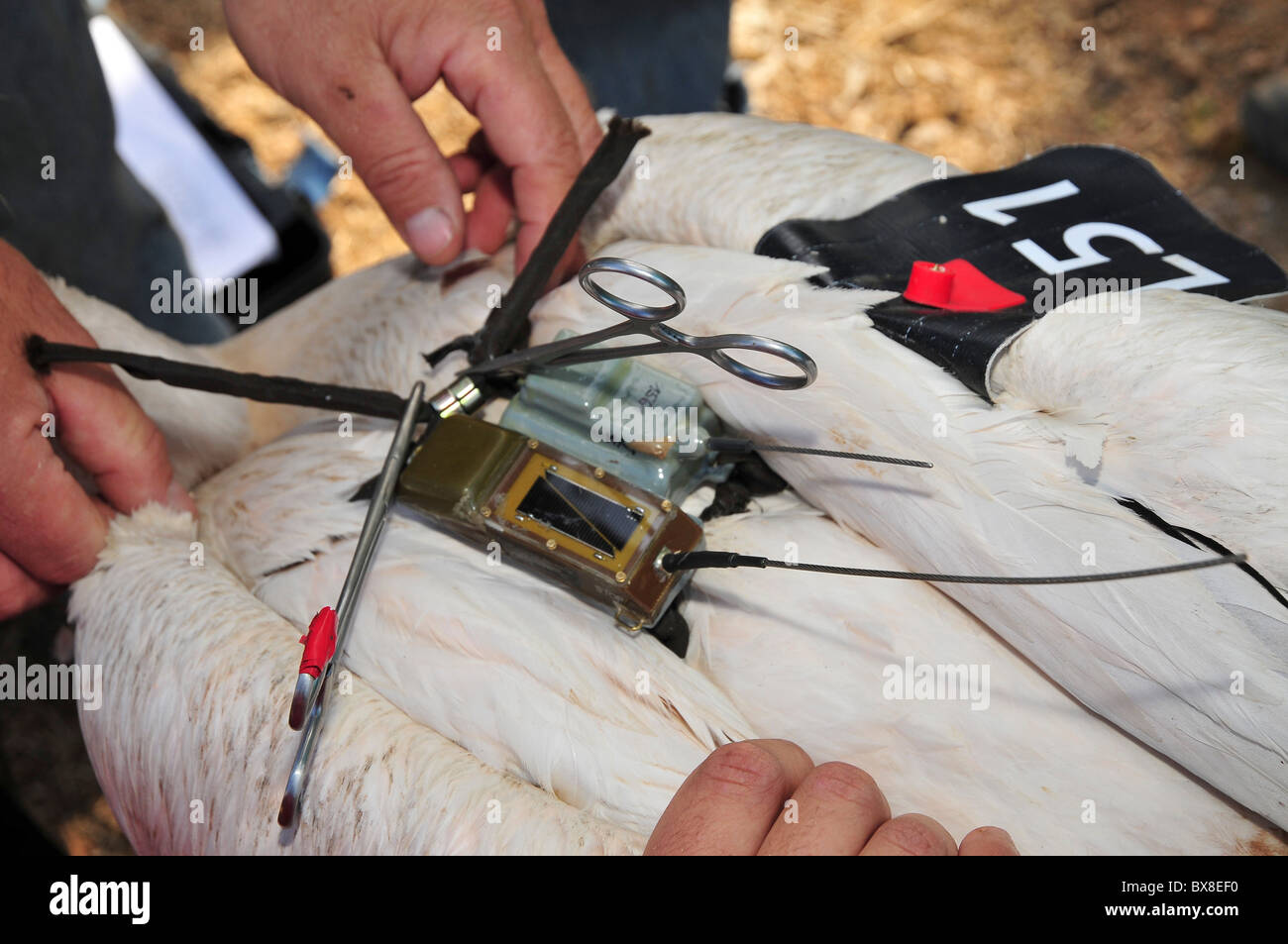 Bird tracking device hi-res stock photography and images - Alamy