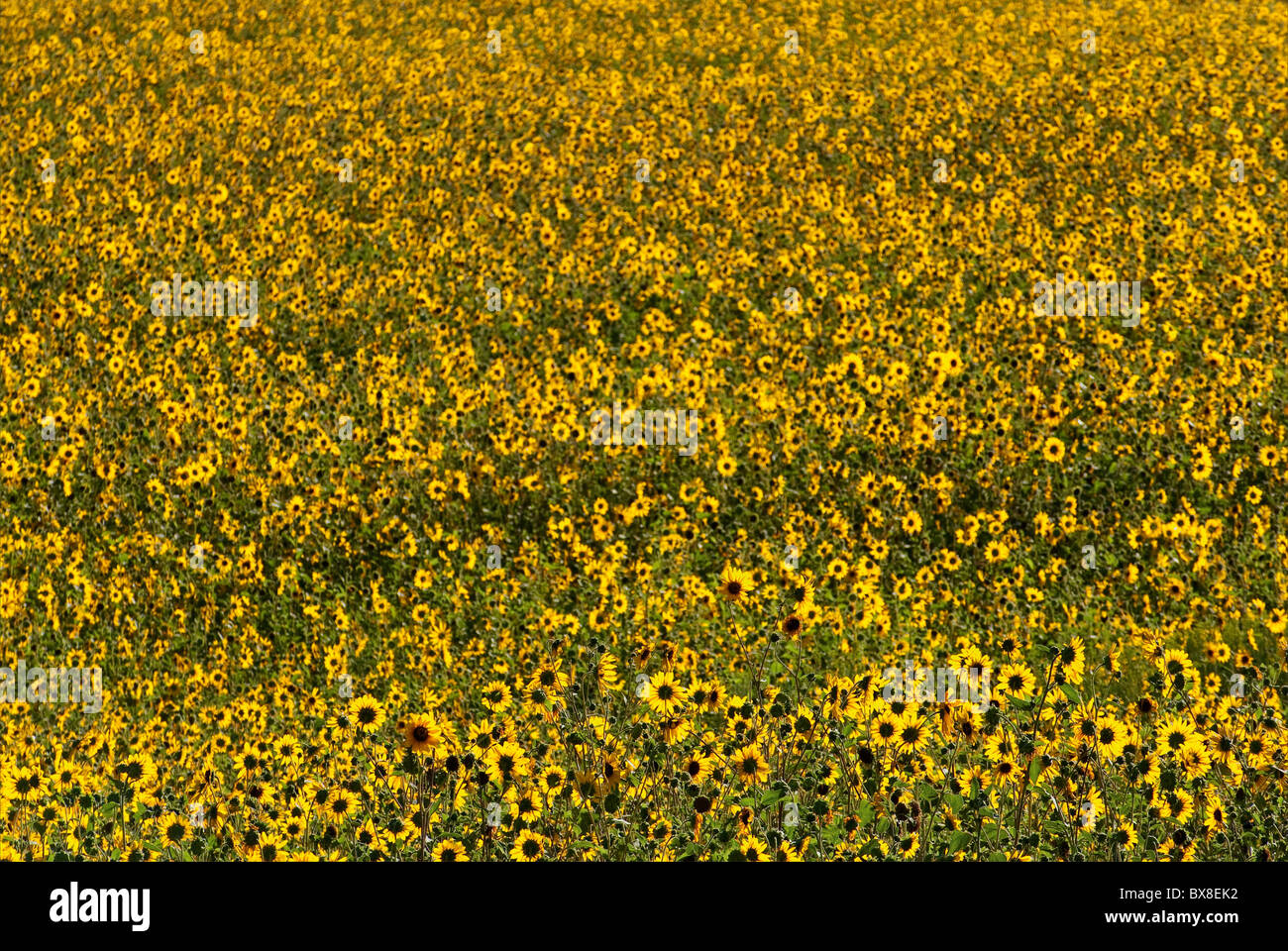 Field of sunflowers, Great Sage Plain near Cortez, Colorado, USA Stock ...