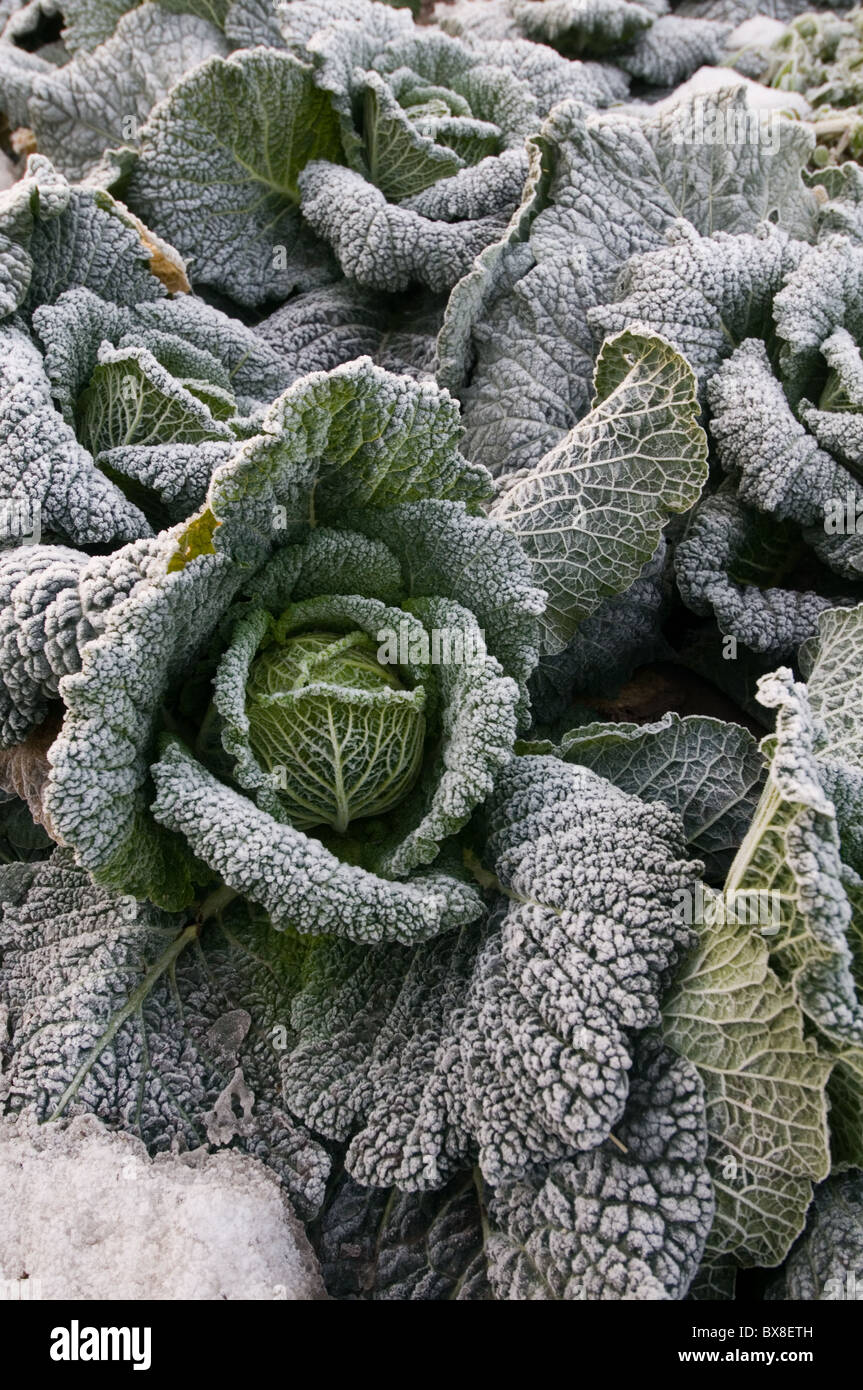 Cabbage Family Brassicaceae High Resolution Stock Photography and ...