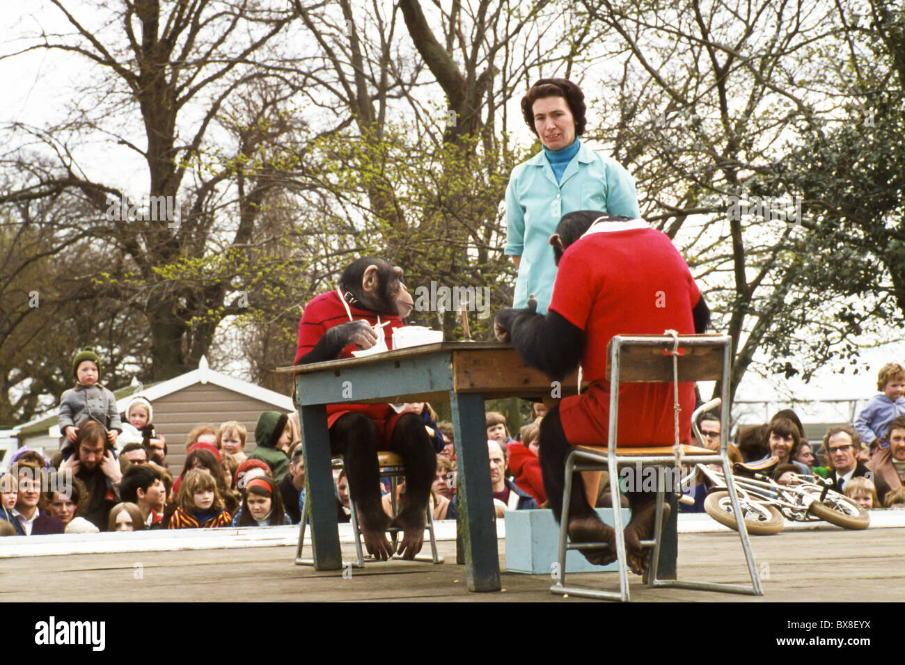 Chimps tea party hi-res stock photography and images - Alamy