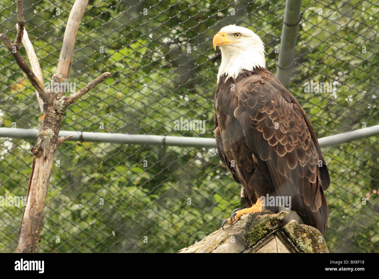 American bald eagle hi-res stock photography and images - Alamy