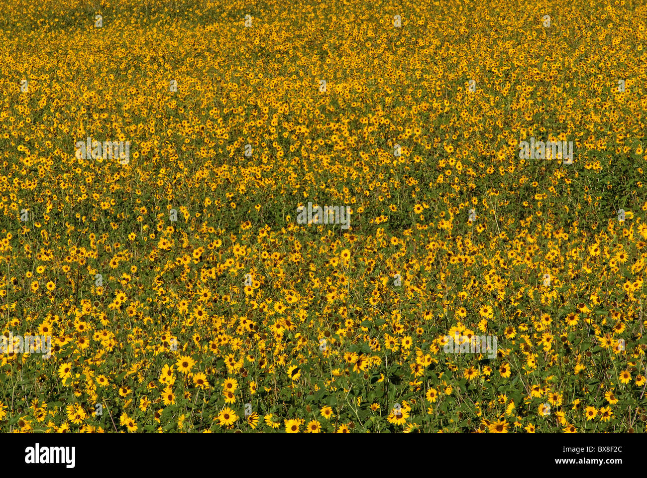 Field of sunflowers, Great Sage Plain near Cortez, Colorado, USA Stock ...