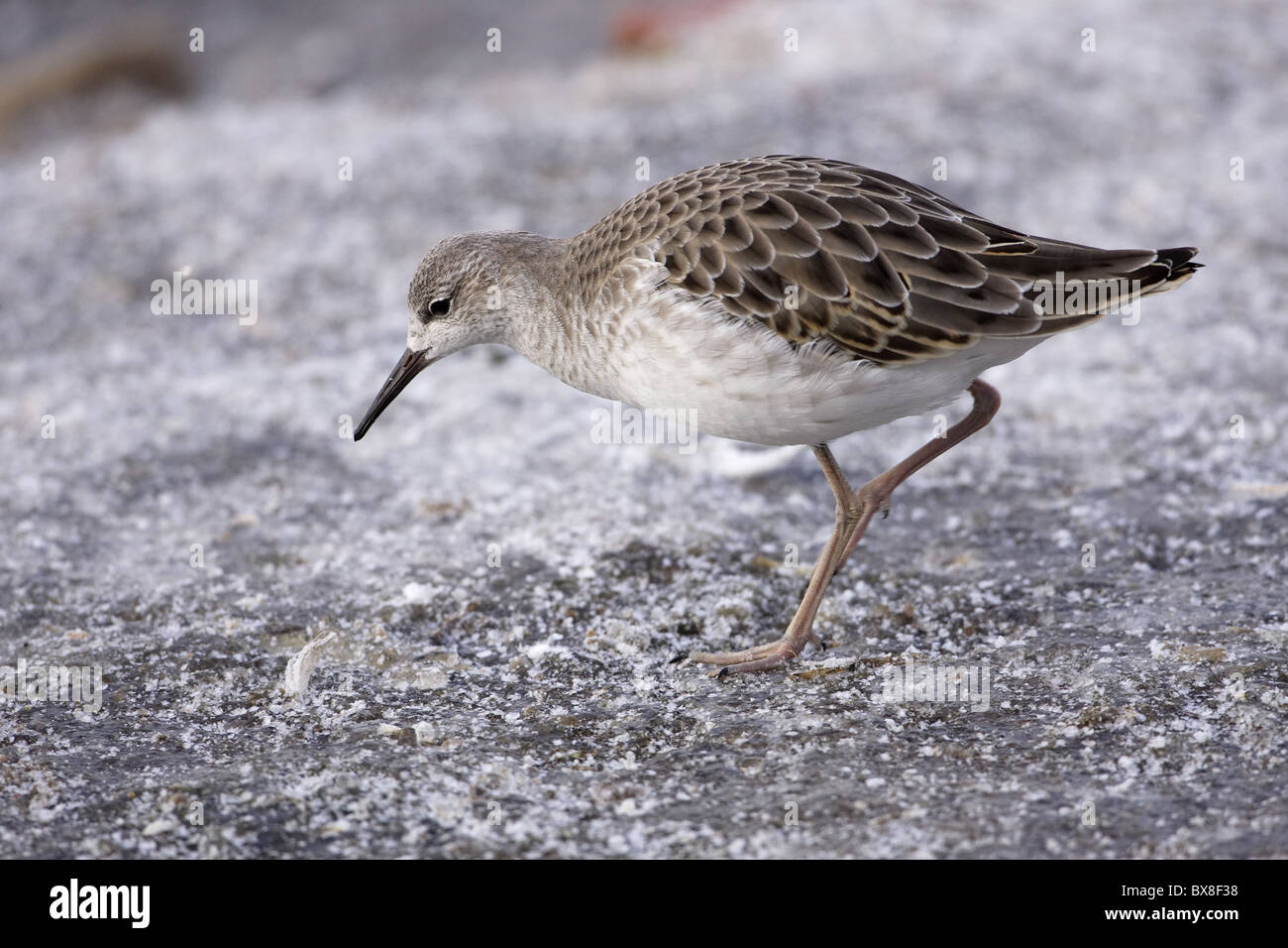 Ruff in winter plumage hi-res stock photography and images - Alamy