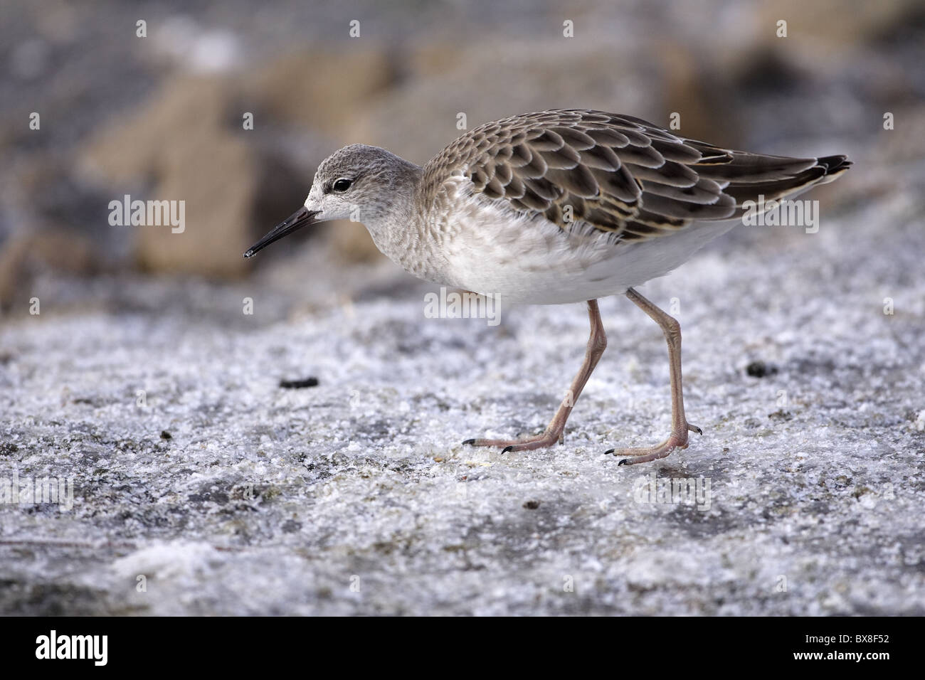 Ruff in winter plumage hi-res stock photography and images - Alamy