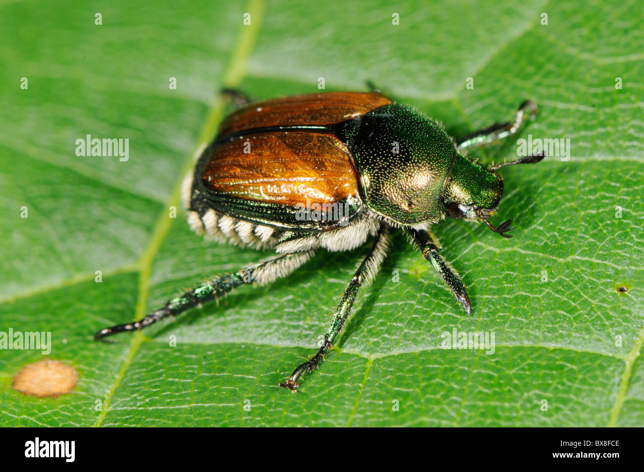 Selective focus closeup beetle hi-res stock photography and images - Alamy
