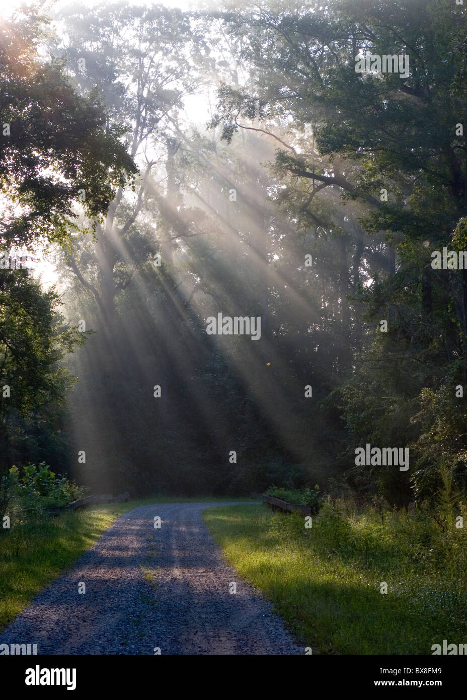 Sunlight in woods, serene peaceful scene, Great Dismal Swamp, Virginia ...