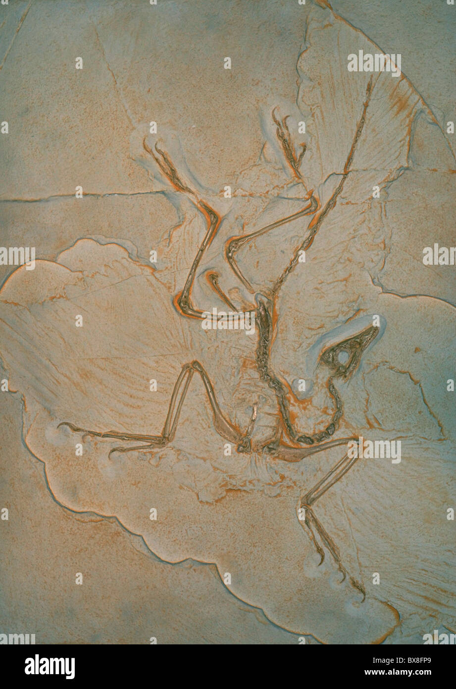 fossil Archaeopteryx, the earliest known bird Stock Photo - Alamy