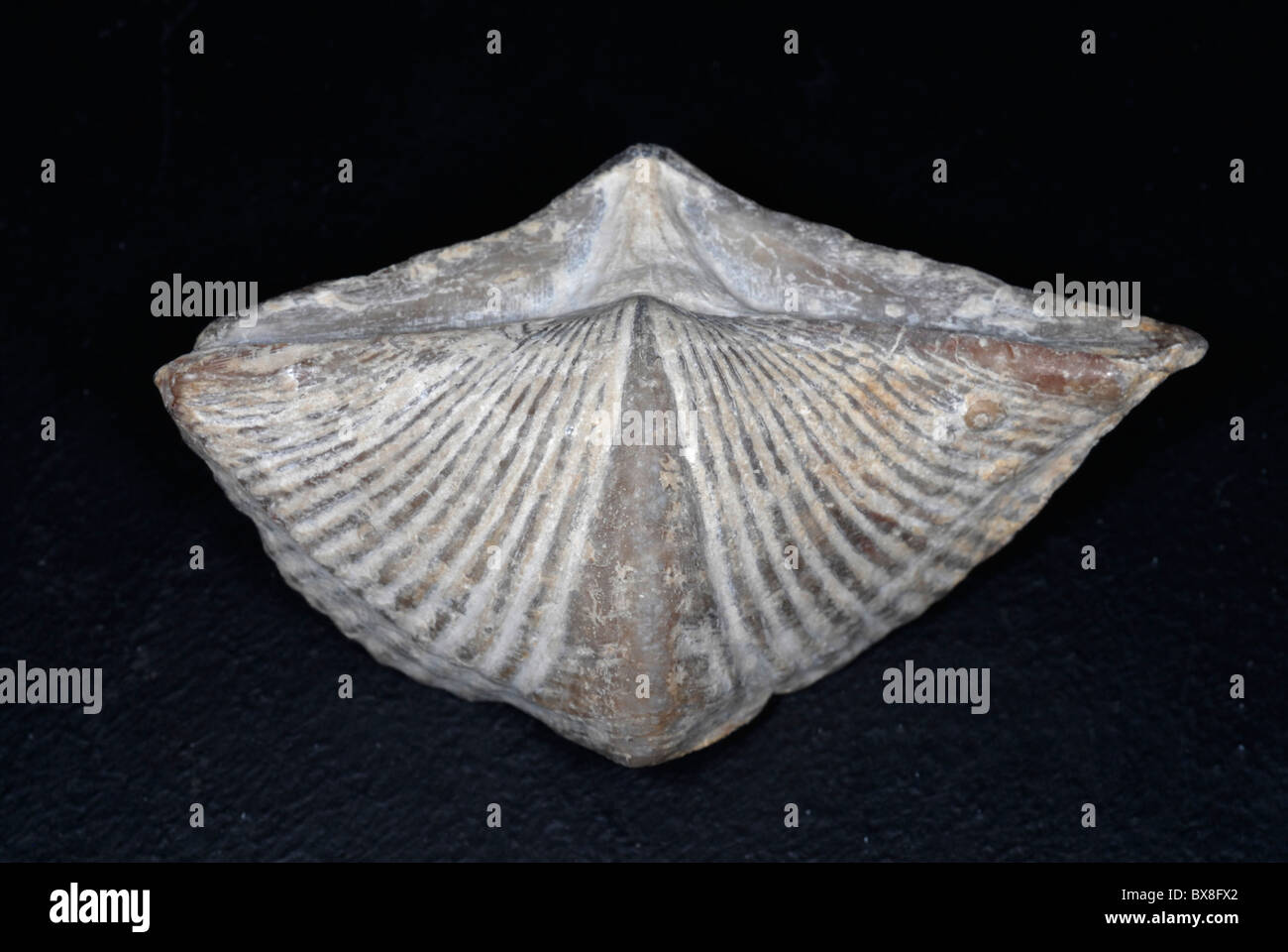 Brachiopod Shell High Resolution Stock Photography and Images - Alamy