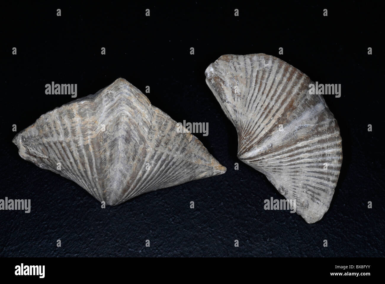 Brachiopods High Resolution Stock Photography and Images - Alamy