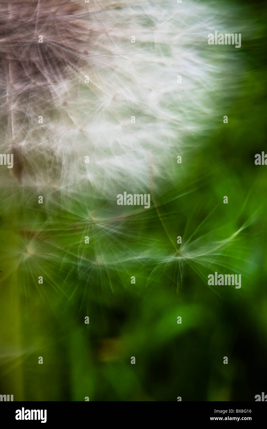dandelion flower seeds blowing in wind Stock Photo - Alamy