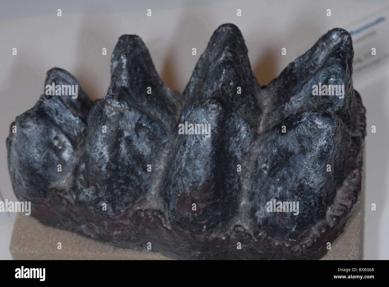 Mastodon hi-res stock photography and images - Alamy