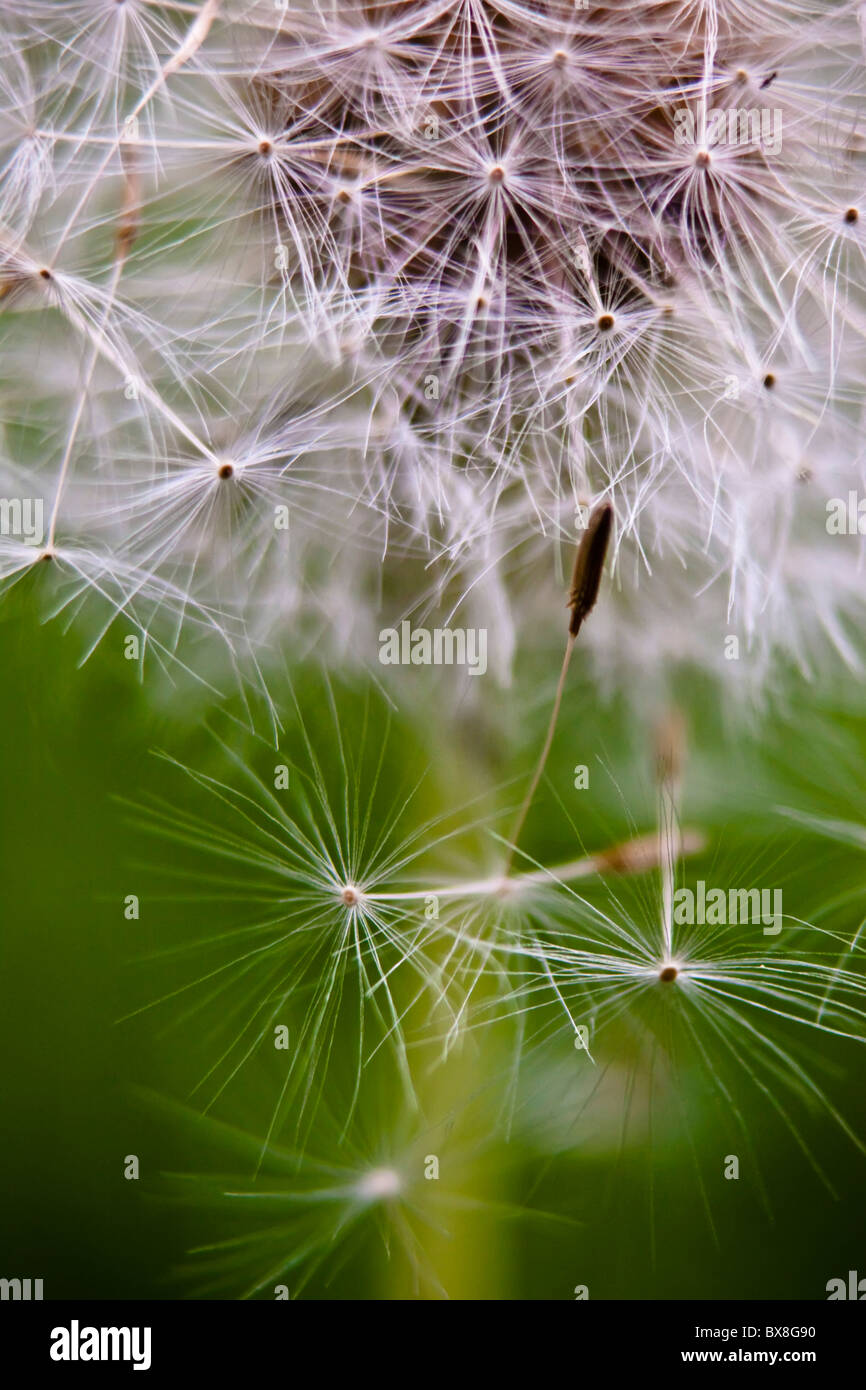 dandelion flower seeds blowing in wind Stock Photo - Alamy