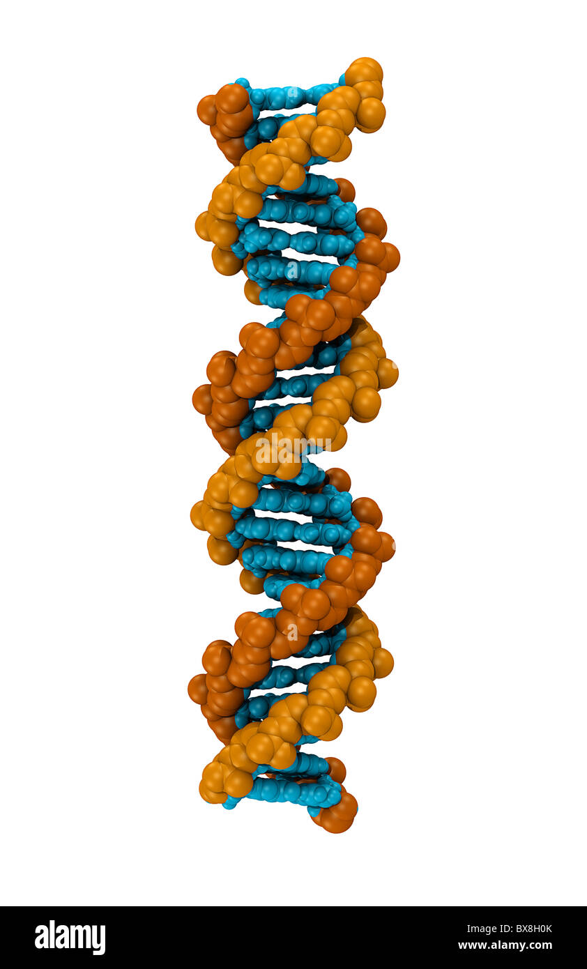 3D space-filling computer model of a DNA molecule Stock Photo - Alamy