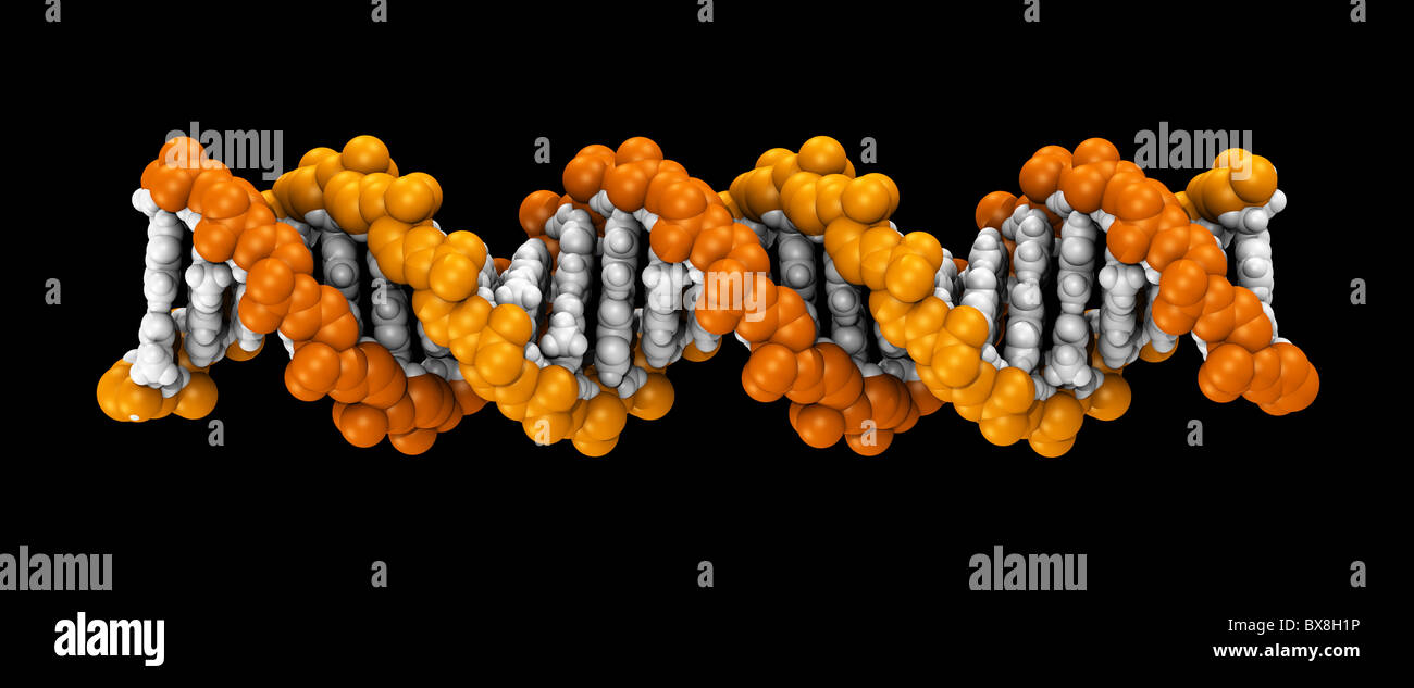 3D space-filling computer model of a DNA molecule Stock Photo - Alamy