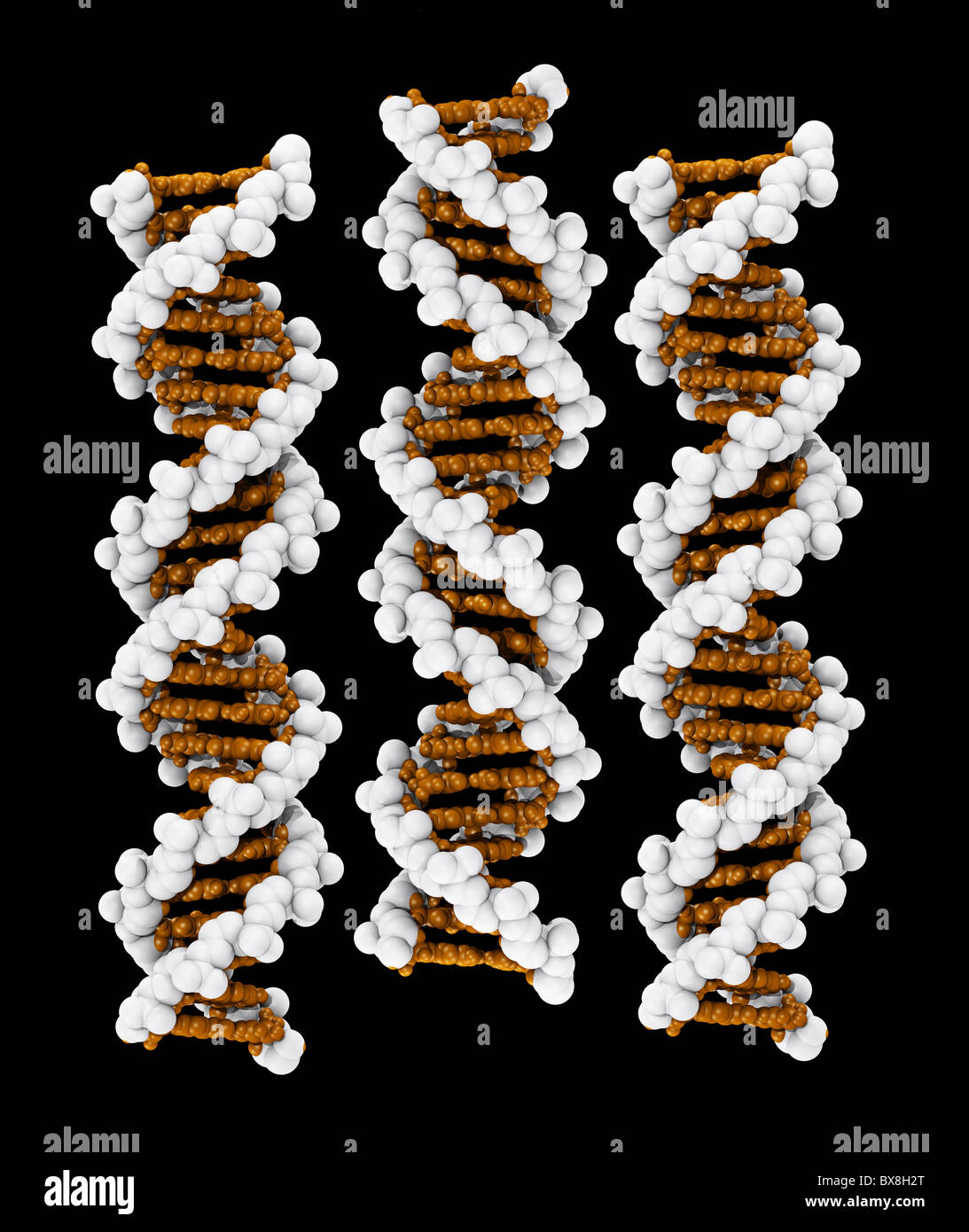 3D space-filling computer model of a DNA molecule Stock Photo - Alamy
