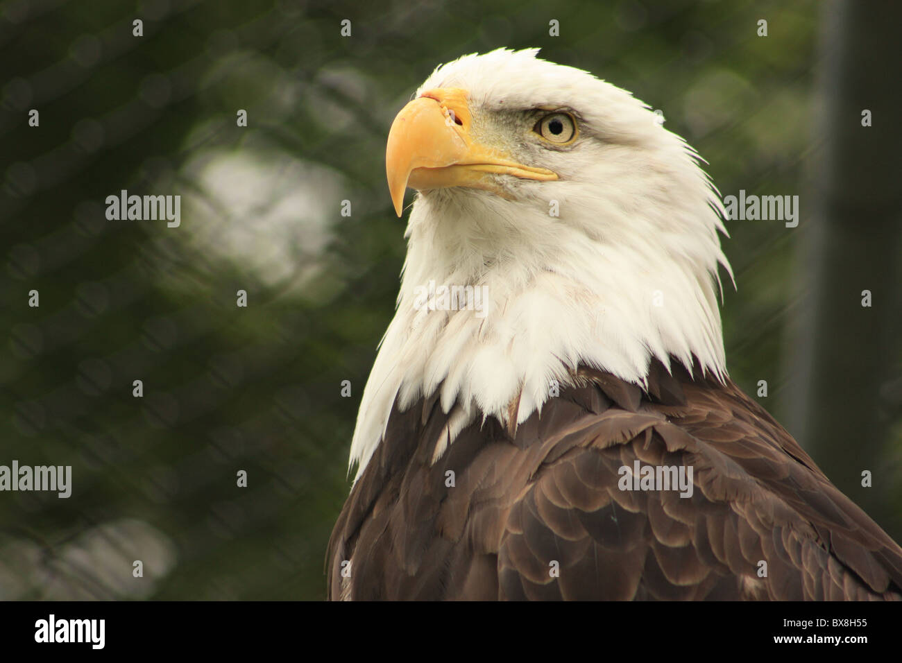 Bald eagle at zoo hi-res stock photography and images - Alamy