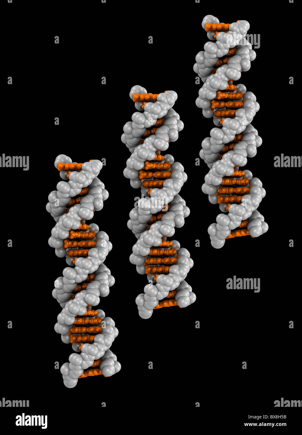 Space filling model dna hi-res stock photography and images - Alamy