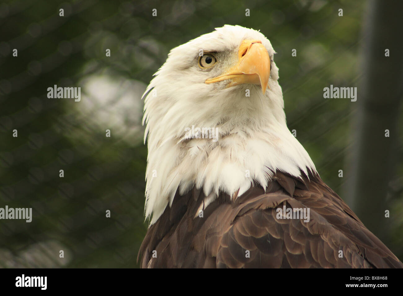 Regal animals hi-res stock photography and images - Alamy