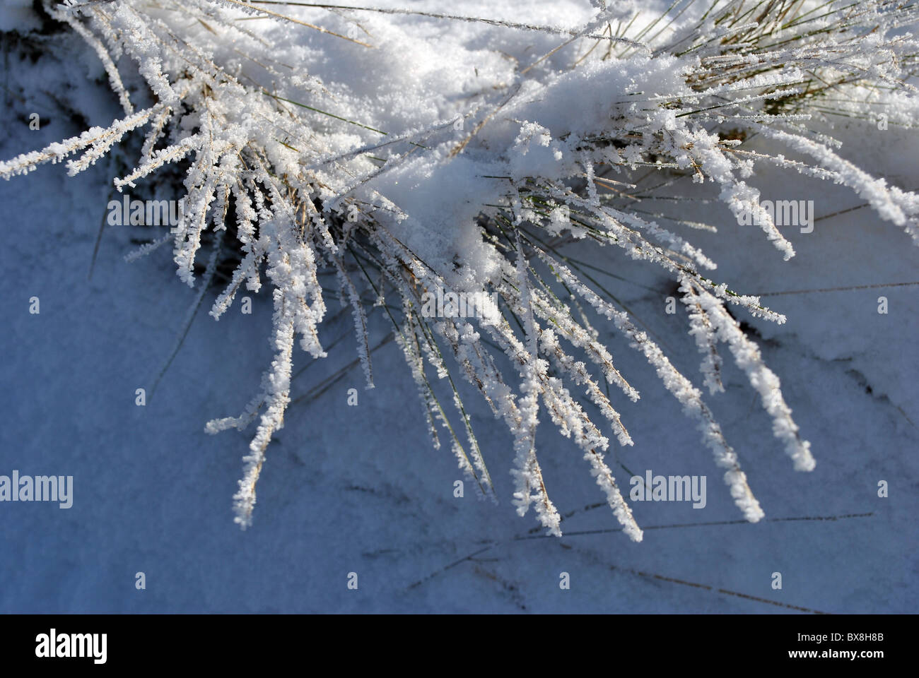 Ice crystals on grass hi-res stock photography and images - Alamy