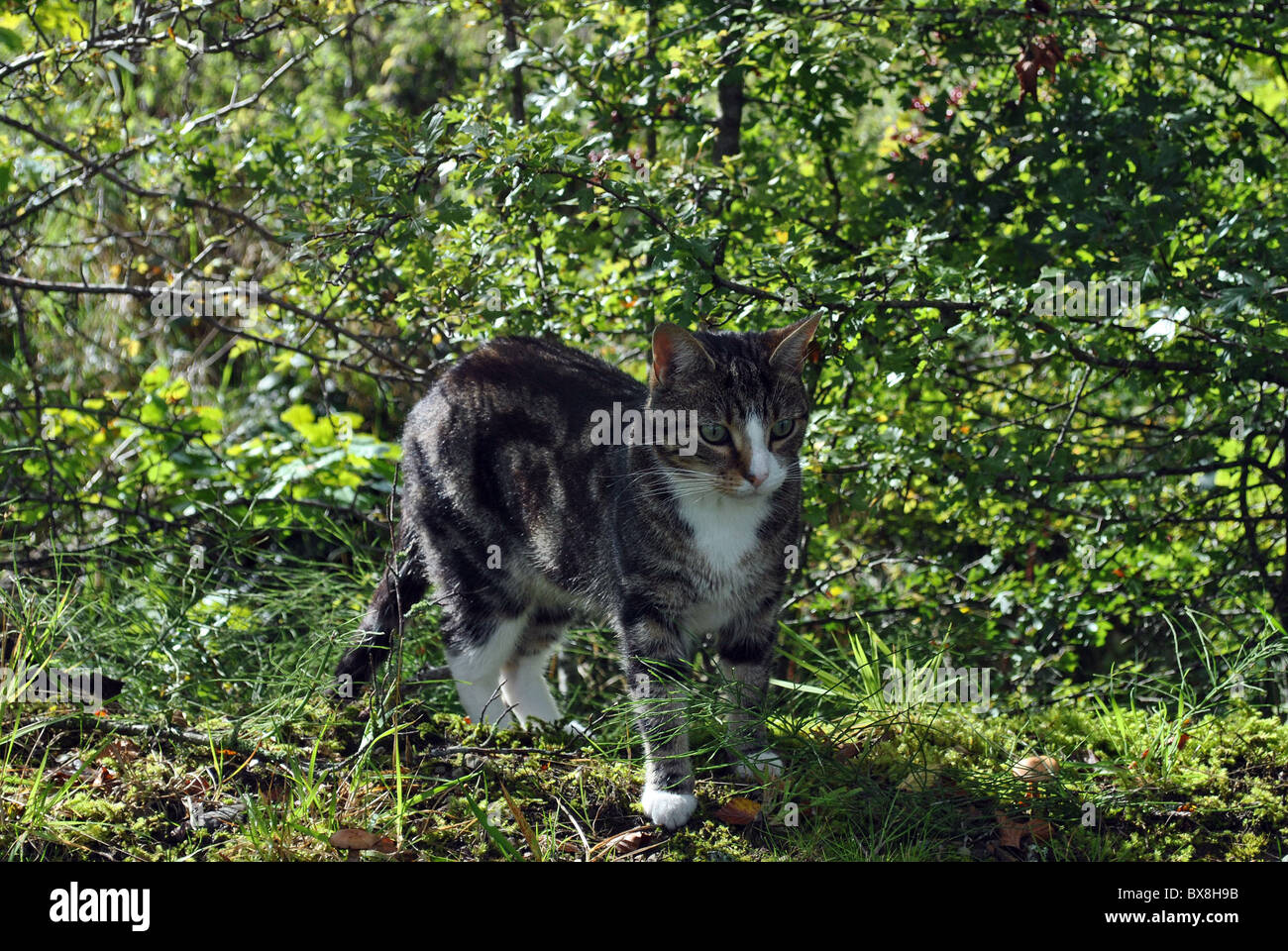Large wild tabby cat hi-res stock photography and images - Alamy