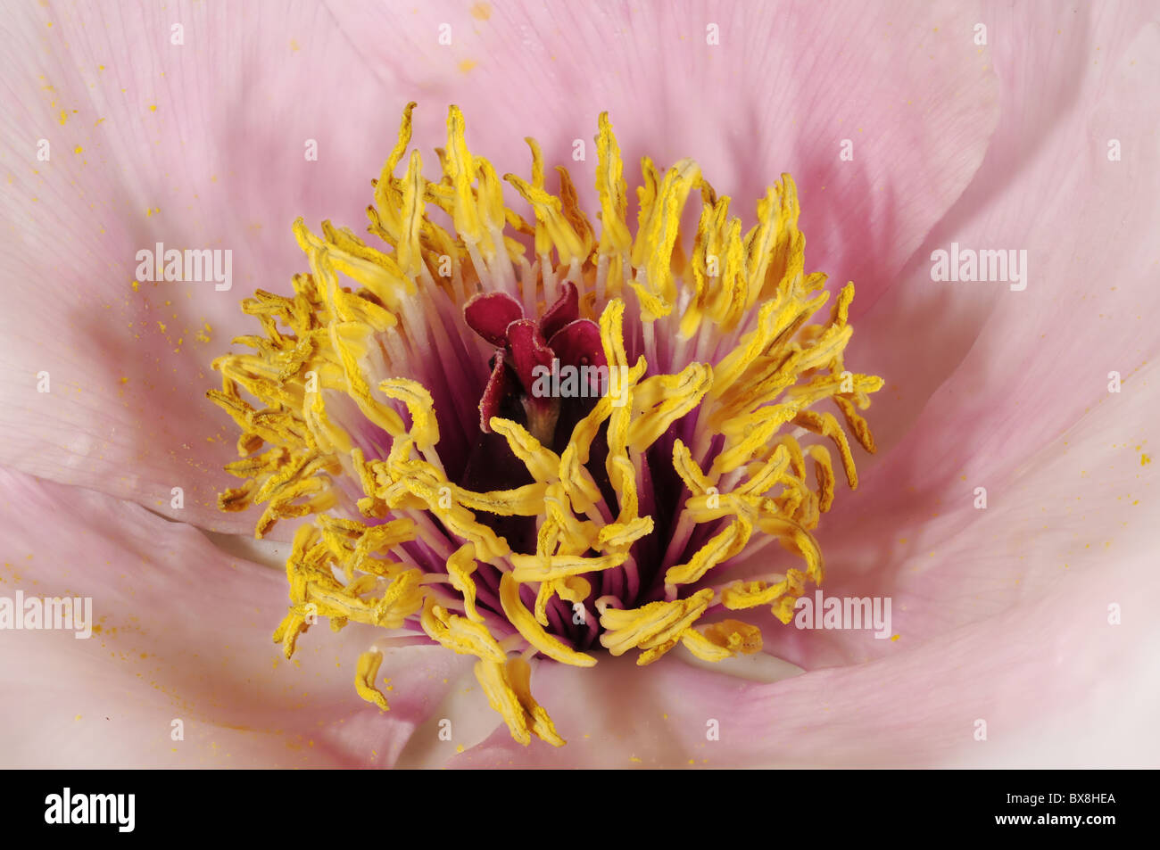Tree peony flower close up showing pistil and stamens Stock Photo - Alamy