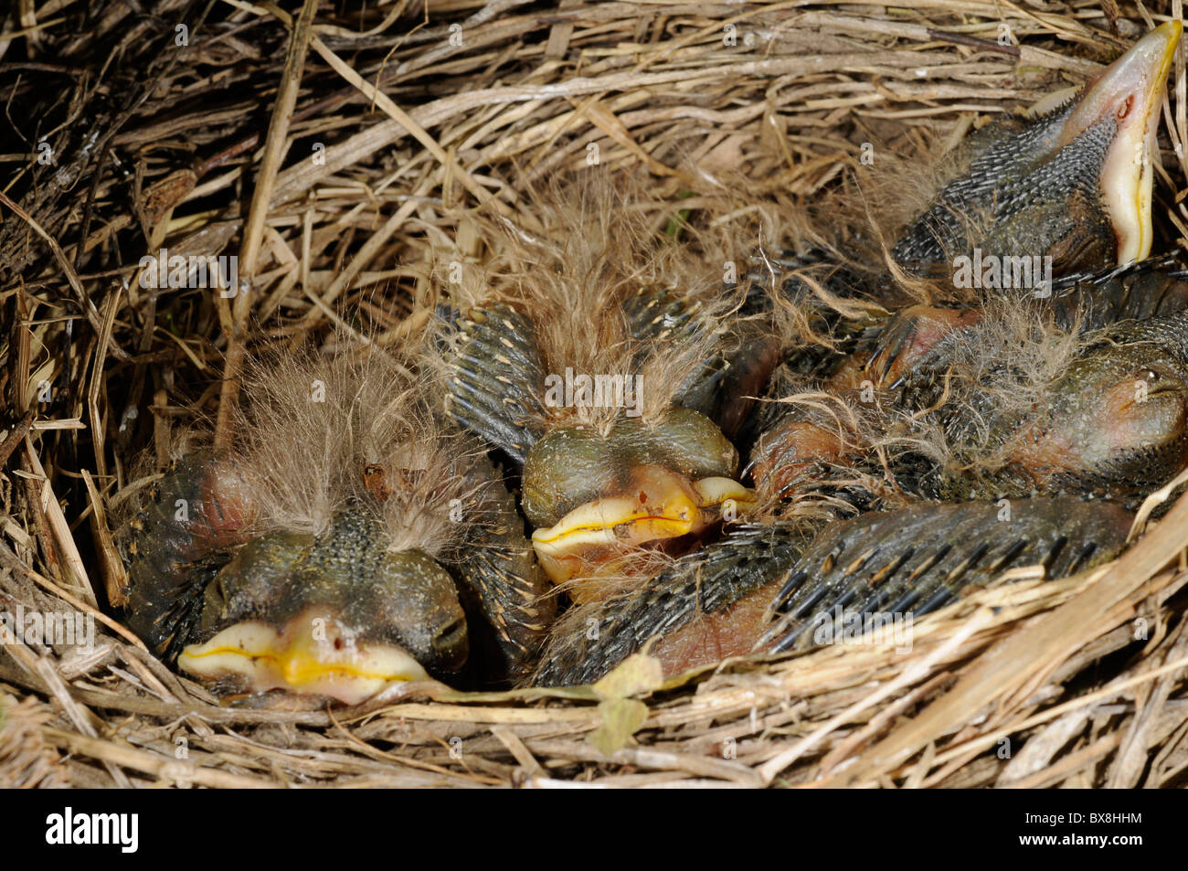 American robin chicks hi-res stock photography and images - Alamy