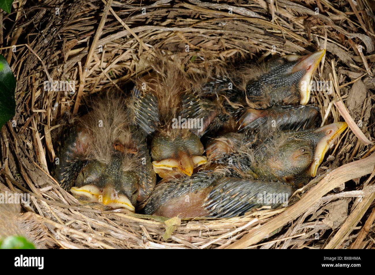 Robin chicks in a nest Stock Photo - Alamy