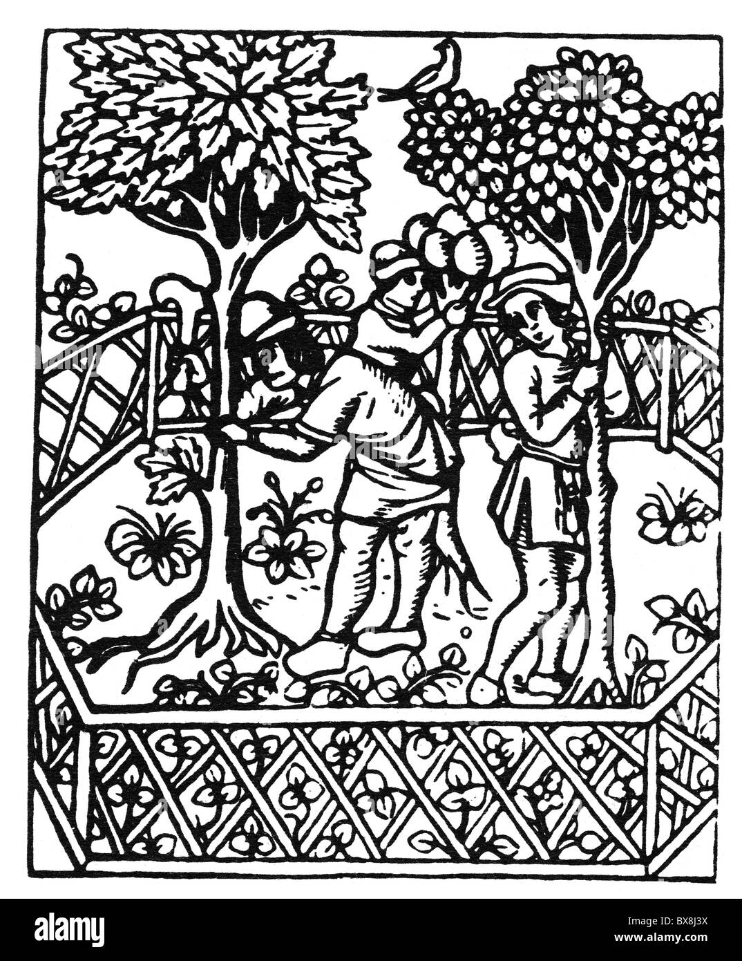 agriculture, horticulture, grafting of fruit trees, woodcut, 15th ...