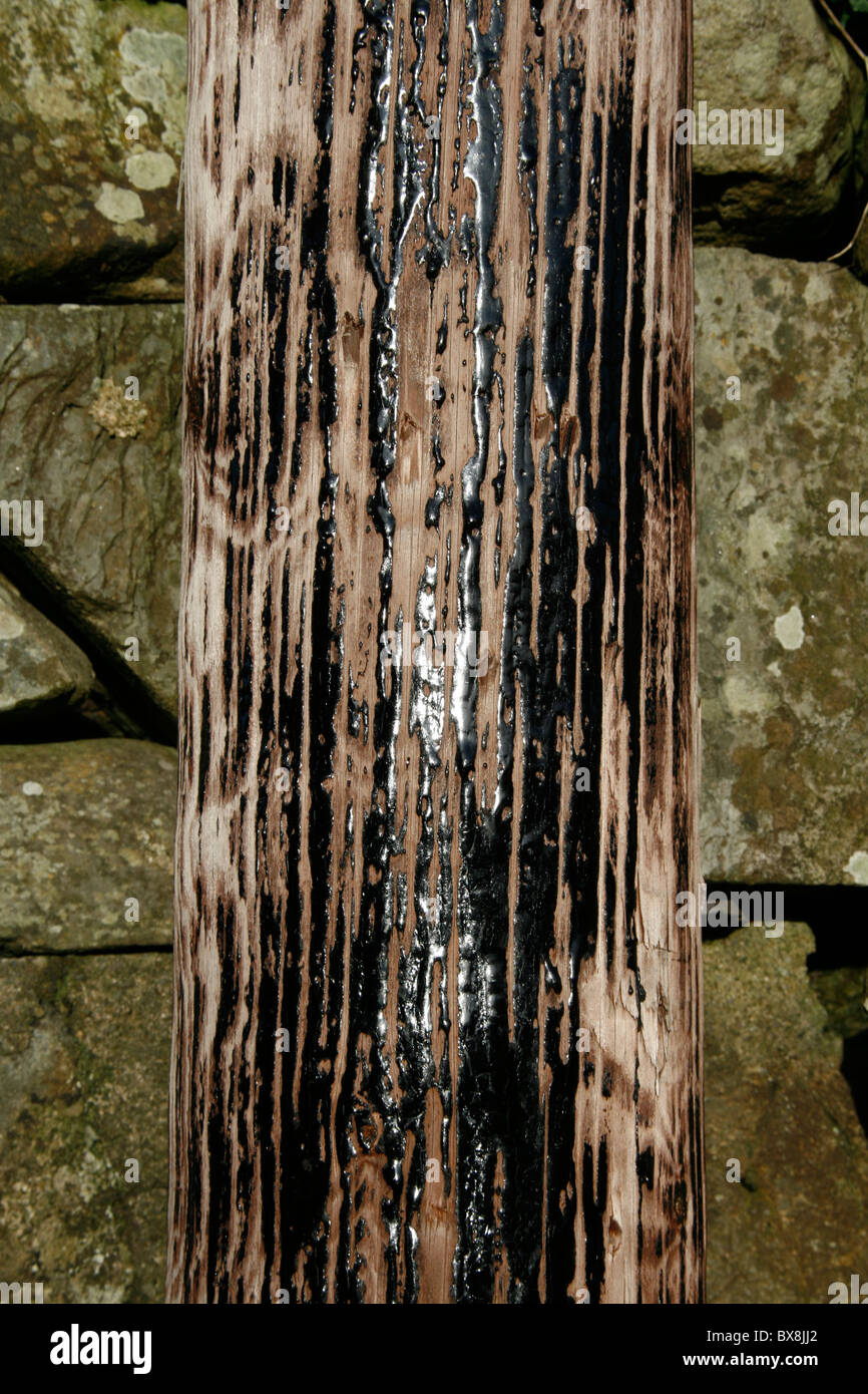 black tar running down wooden telegraph pole Stock Photo - Alamy
