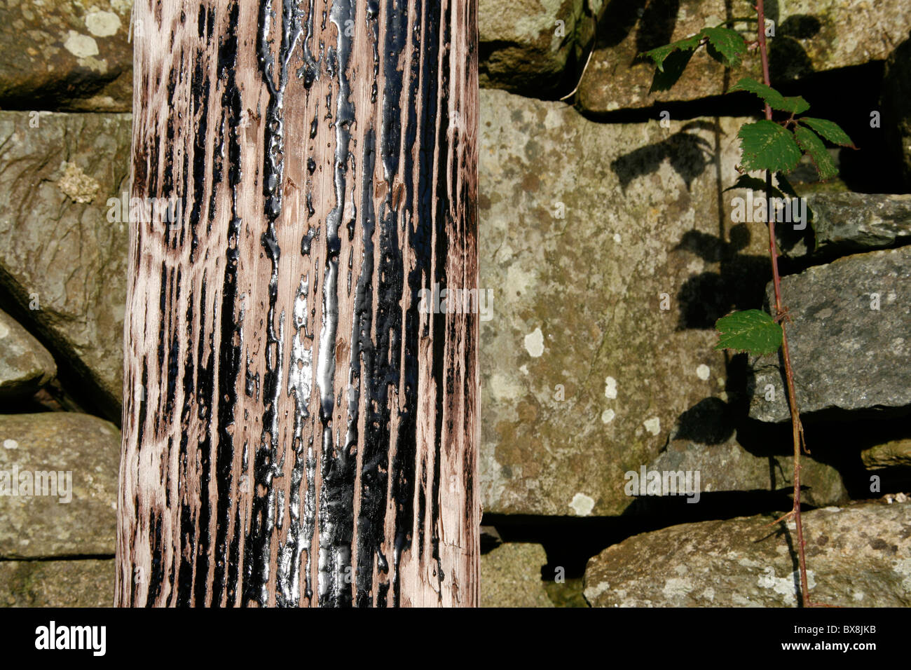 black tar running down wooden telegraph pole Stock Photo - Alamy