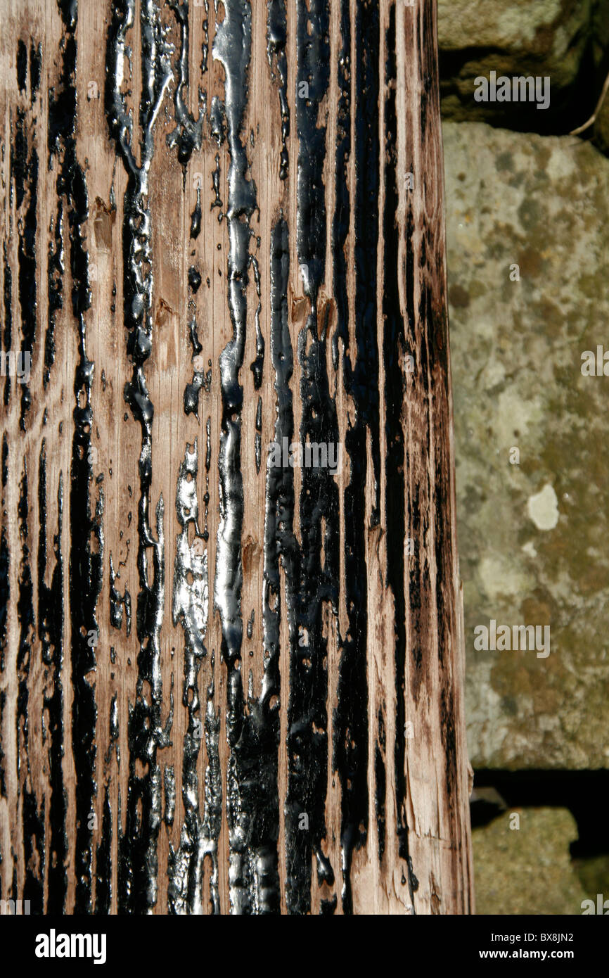 black tar running down wooden telegraph pole Stock Photo - Alamy