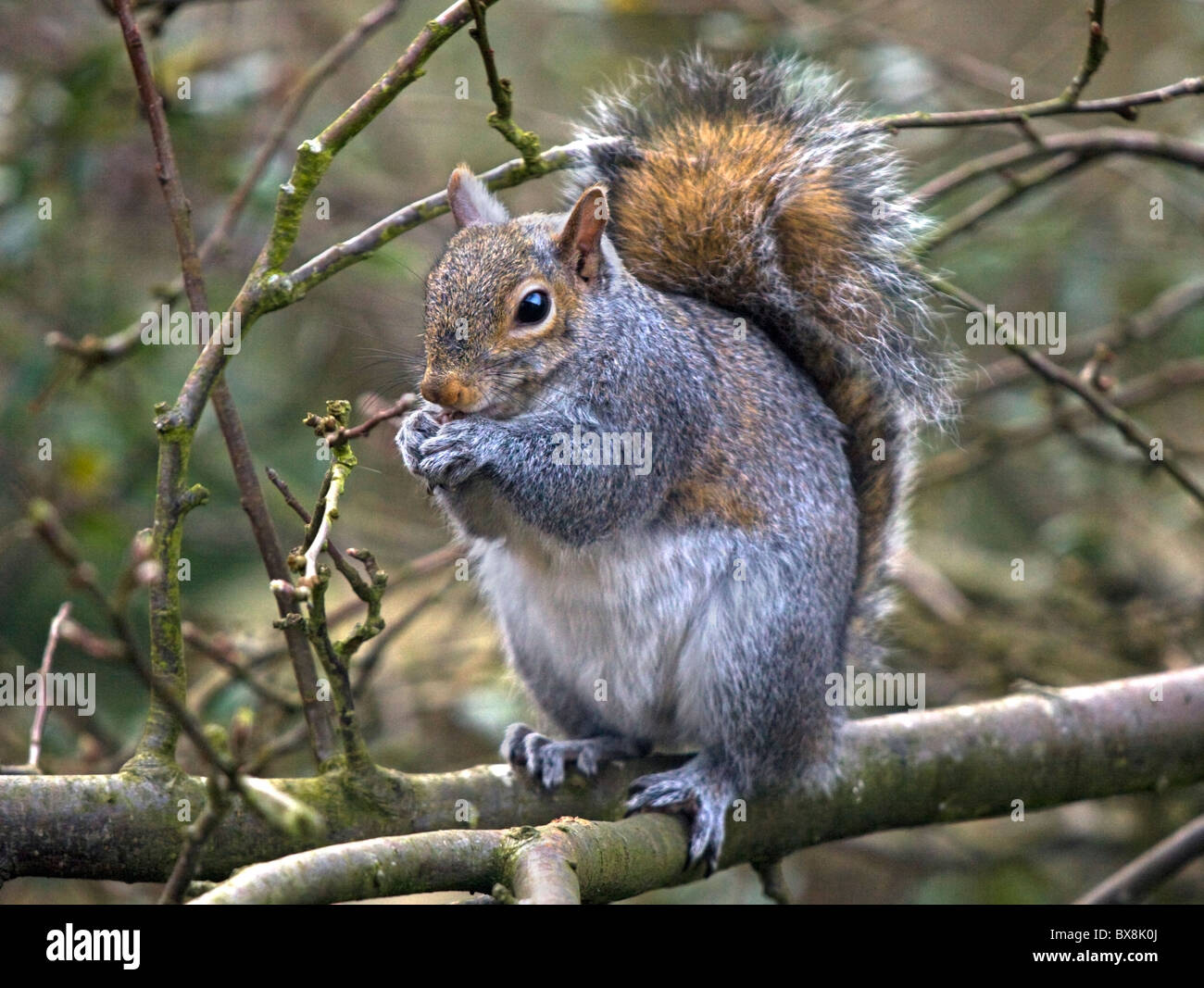 Animal eating fruit from tree hi-res stock photography and images - Alamy