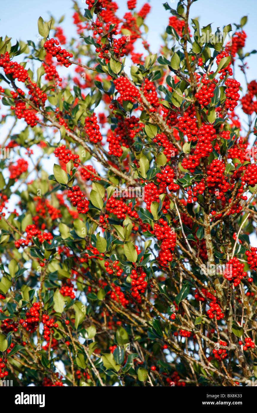 holly tree full of red berries in countryside Stock Photo - Alamy