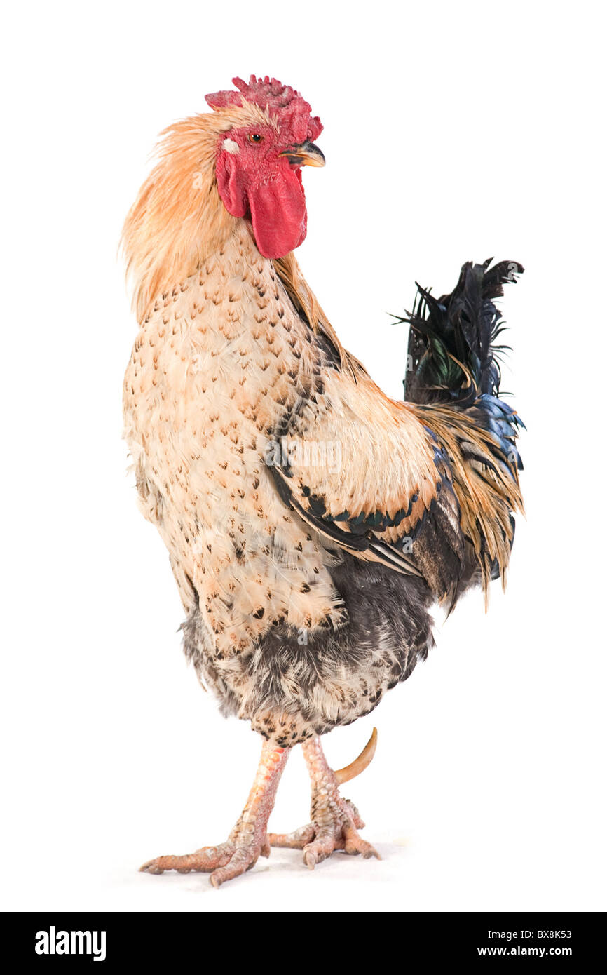 Rooster Cut Out Stock Images & Pictures - Alamy
