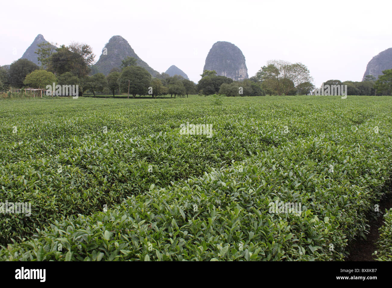 Tea Plantation Landscape China High Resolution Stock Photography and ...