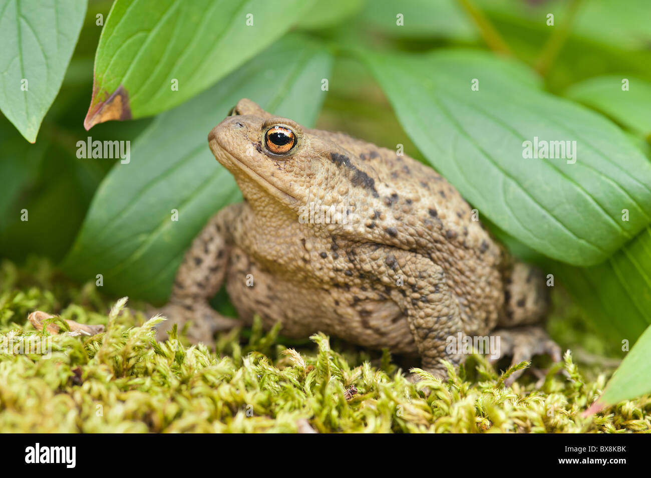Adult common toad hunting for bugs and prey at ground level amongst ...