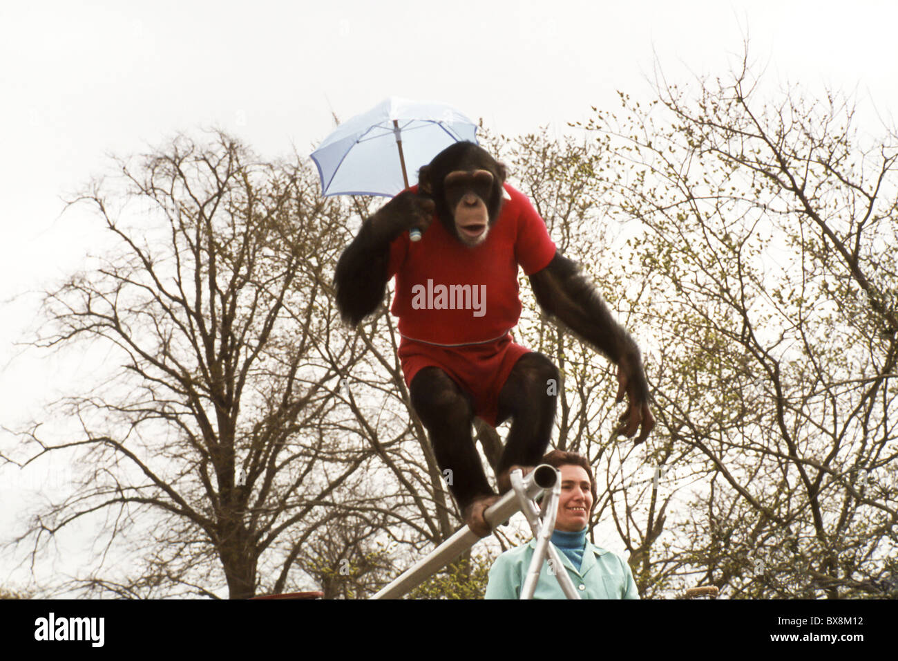 Pg tips chimpanzee hi-res stock photography and images - Alamy
