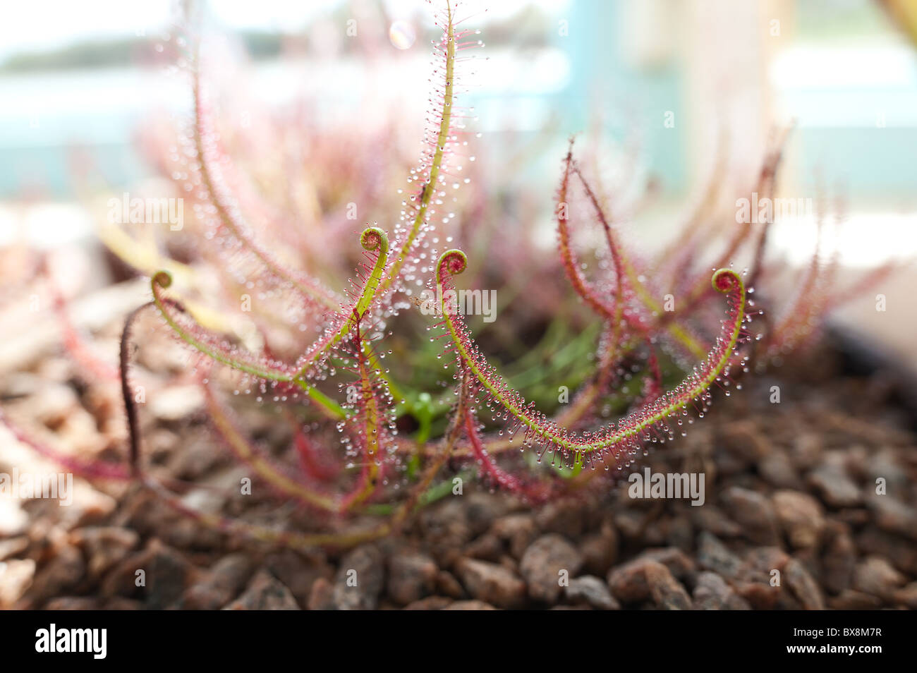 Sundew drosera binata plant hi-res stock photography and images - Alamy