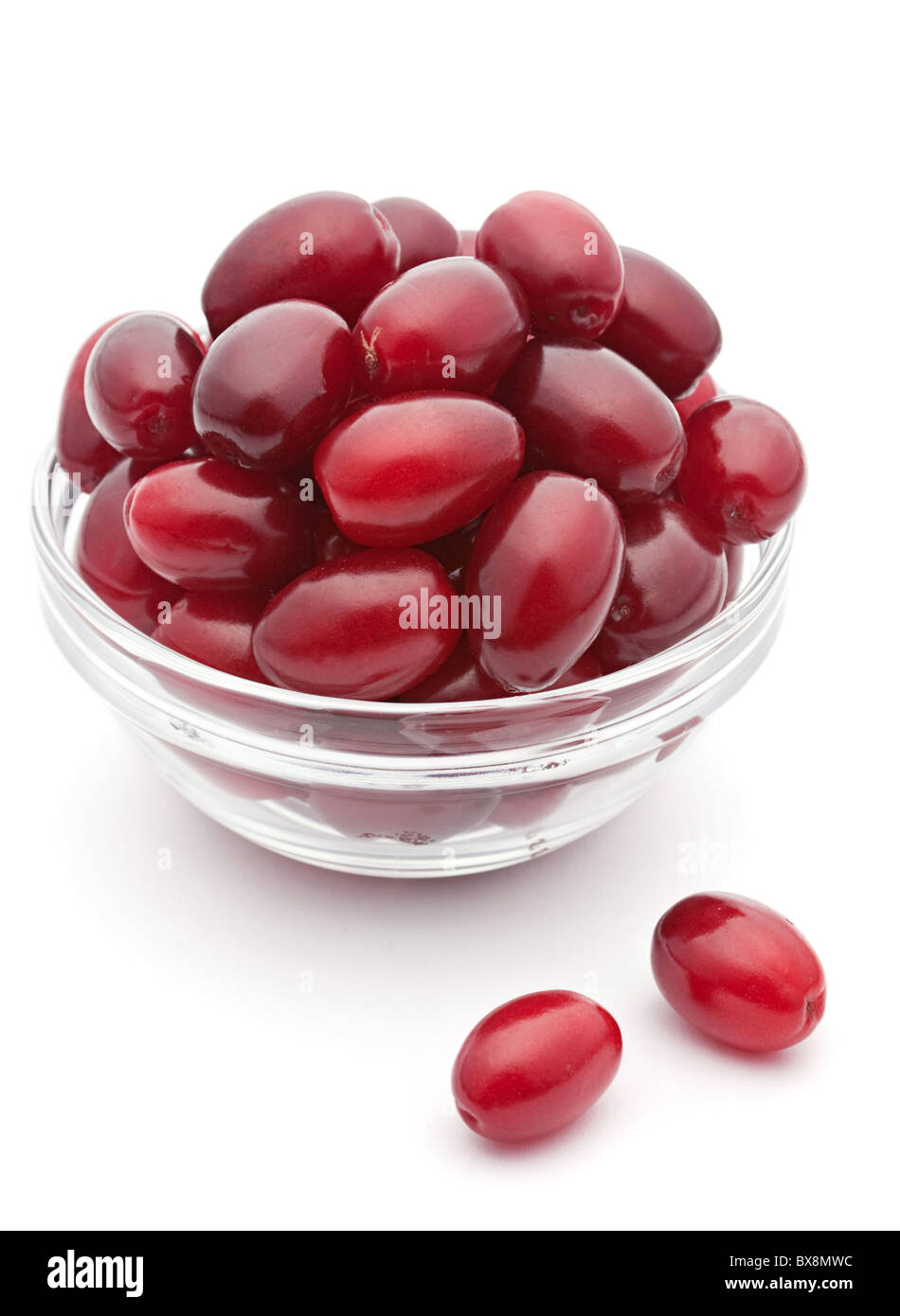 Berry dogwood Cut Out Stock Images & Pictures - Alamy